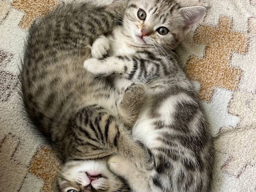 Шотландский котенок