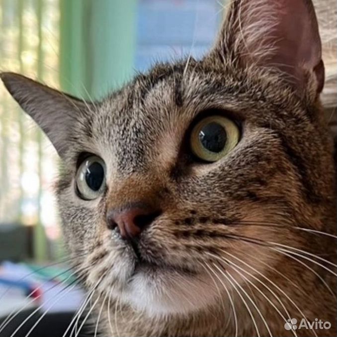 Молоденькая, ласковая кисонька Пятнашка из приюта