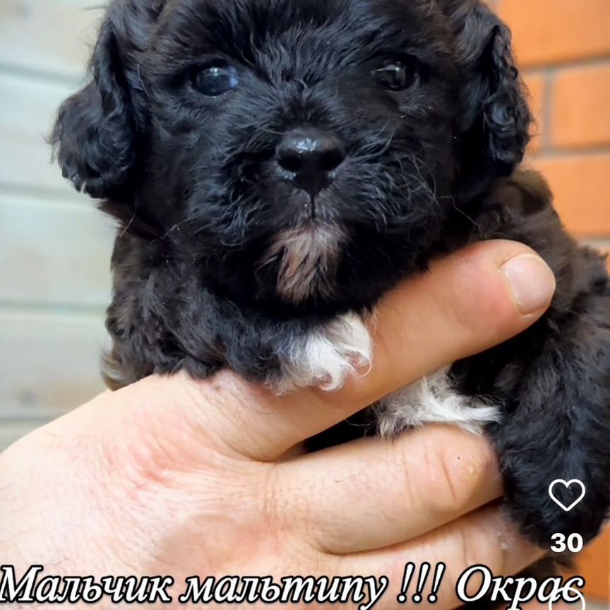 Мальтипу