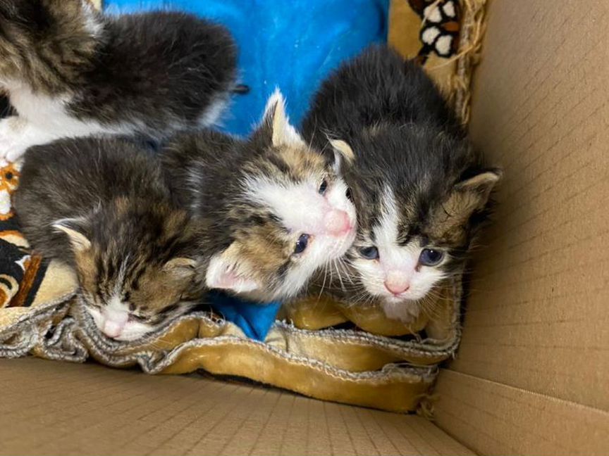 Котята в добрые руки даром