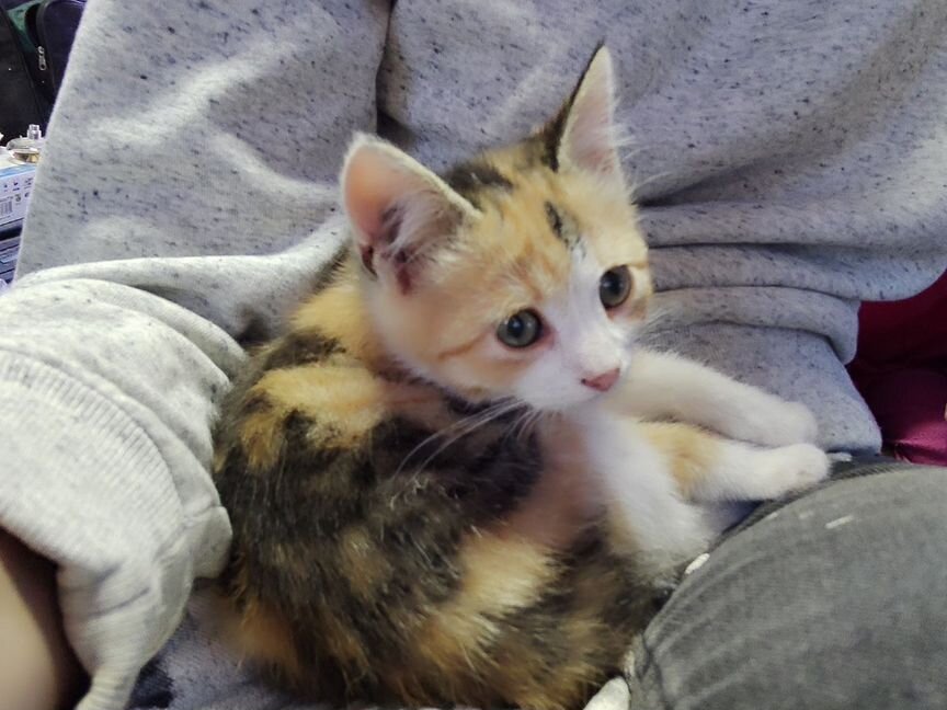 Отдам котенка