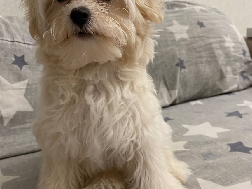 Случка собак