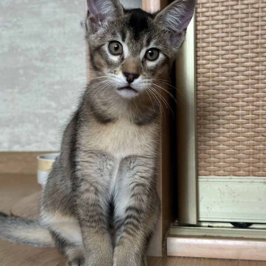 Кошечка каракет ф3