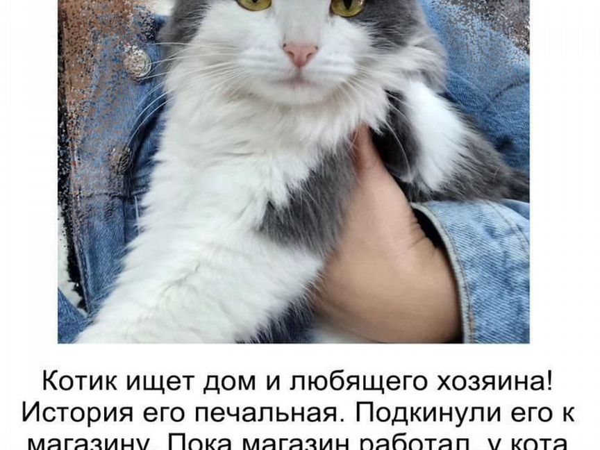 Котик ищет дом