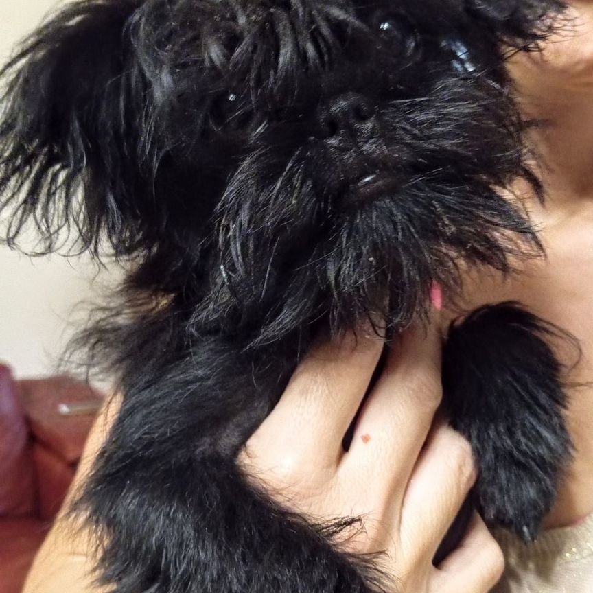 Щенок аффенпинчера