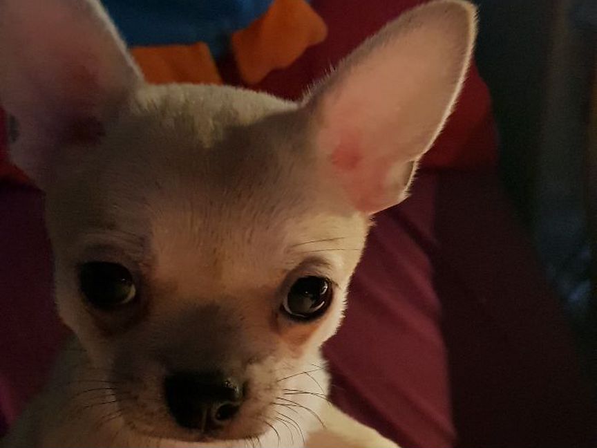 Щенки чихуахуа