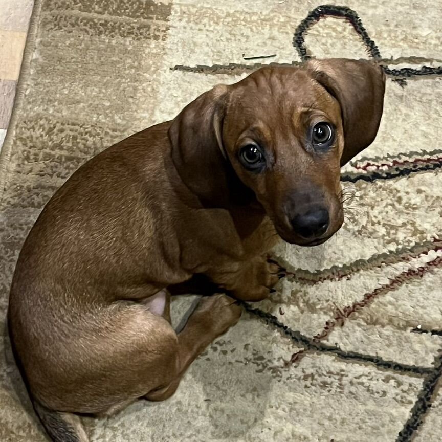 Такса, щенок