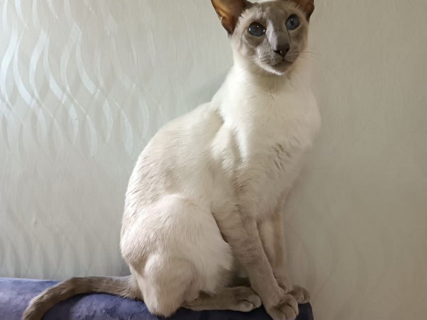 Кот в добрые руки