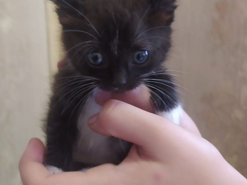 Отдам даром кошку