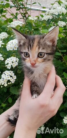 Фея в добрые руки