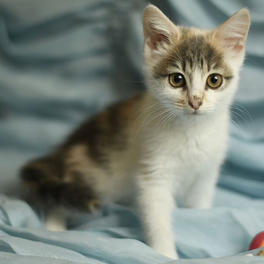 Котенок Июлька в добрые руки