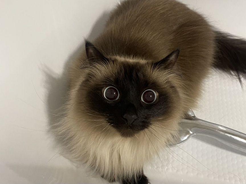 Отдам кошку в добрые руки