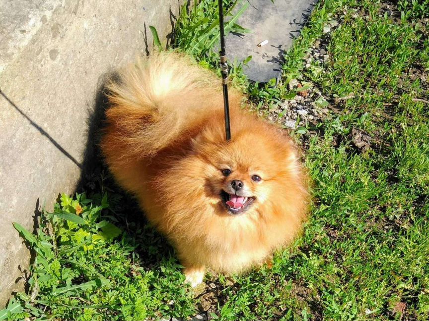 Померанский шпиц