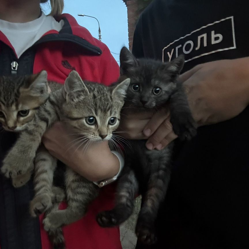 Котята 2 месяца