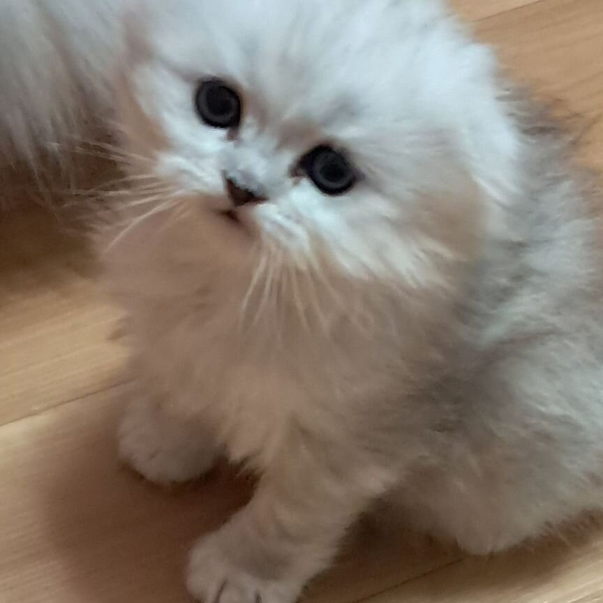 Шотландские вислоухие котята