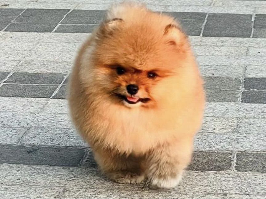 Мальчик Мечта. Мини Мишка