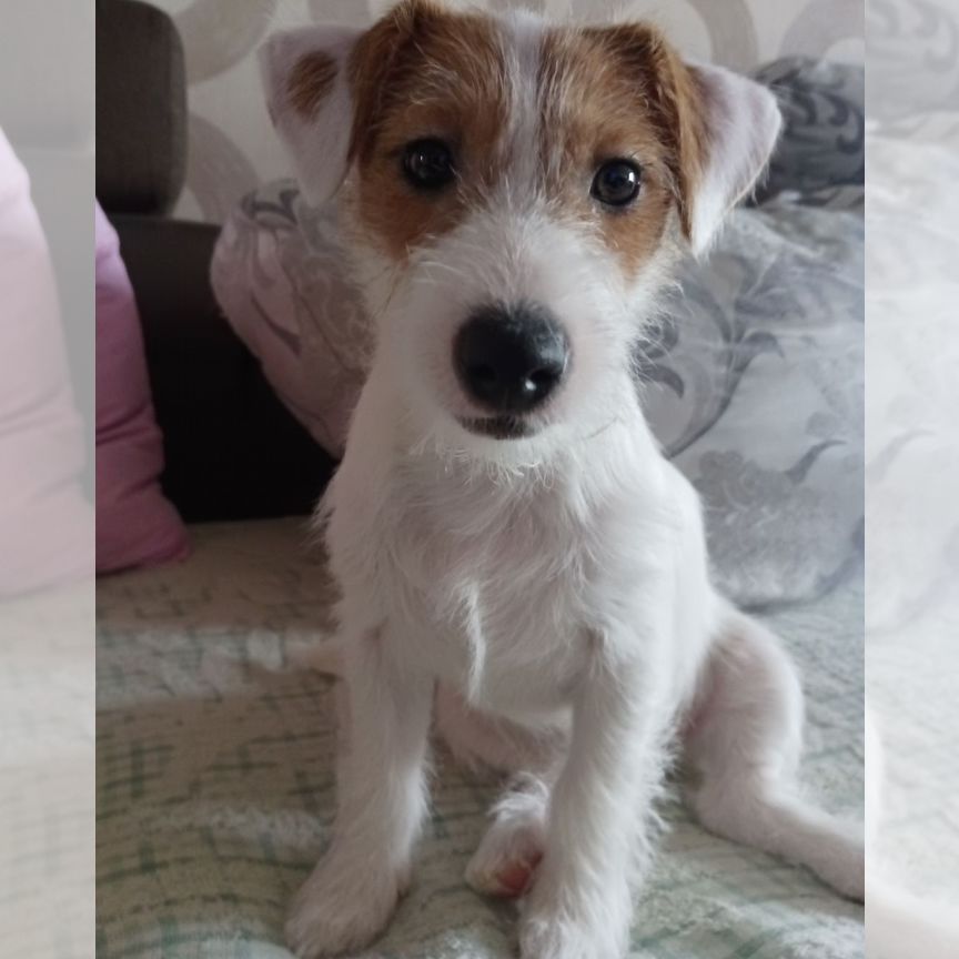 Джек-рассел-терьер, щенок