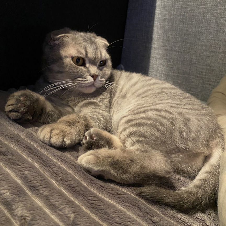 Шотландская вислоухая кошка в добрые руки