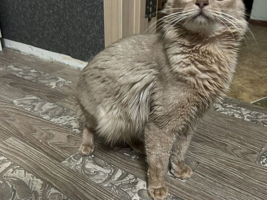Сомалийская кошка