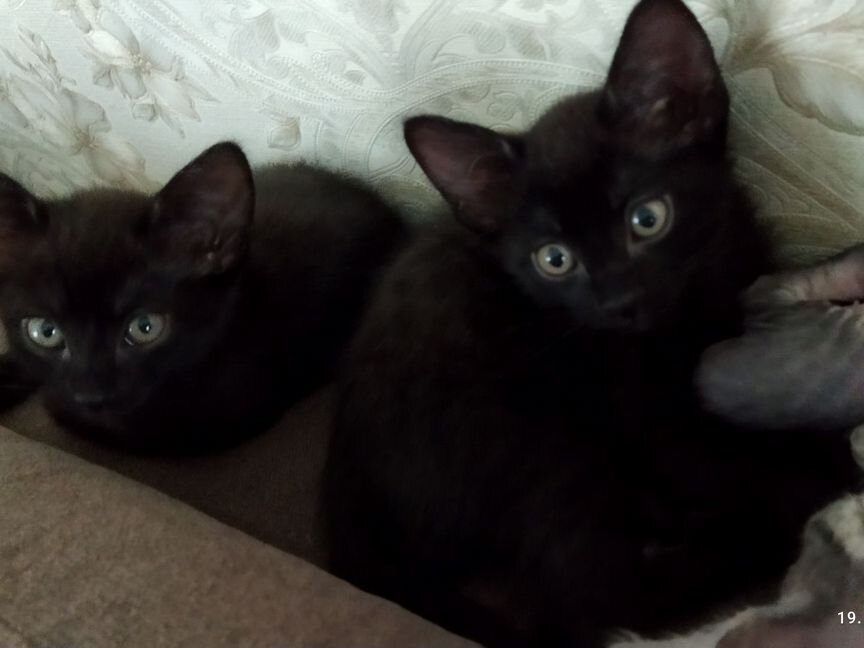 Кошки