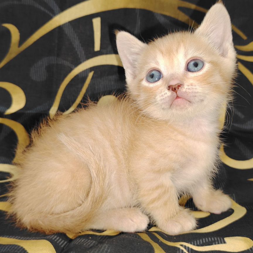 Котик такса. Короткая нога