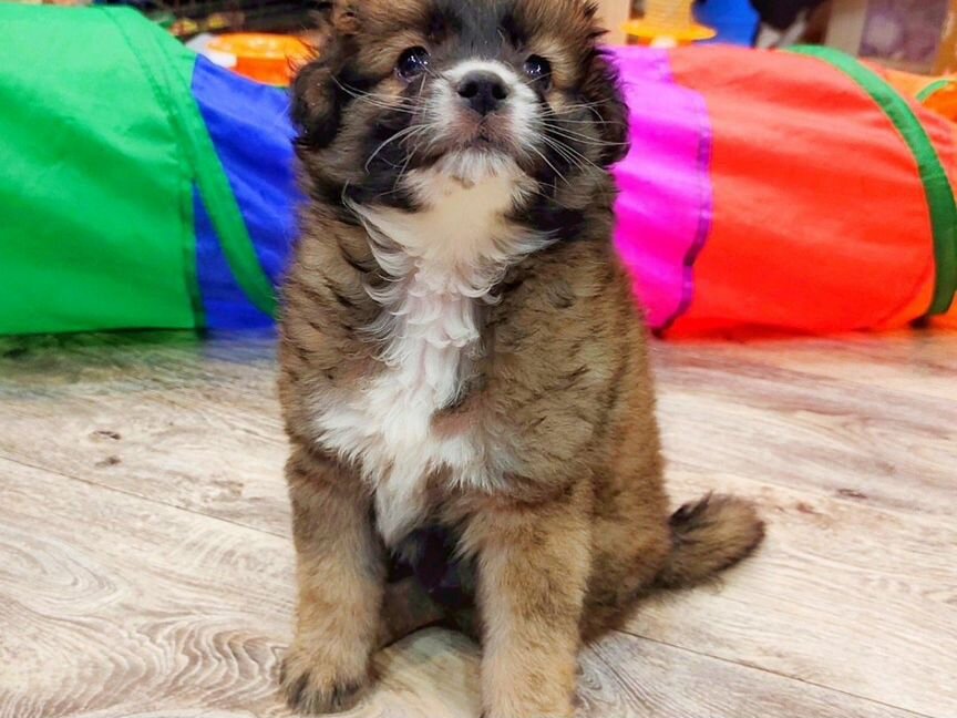 Щенок в добрые руки