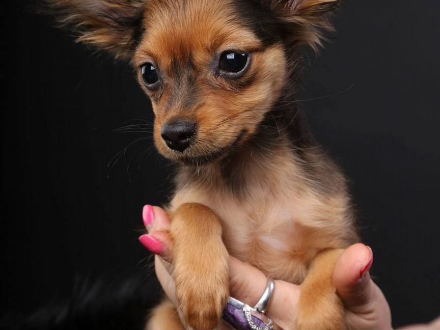 Русский той миниатюрная кнопка