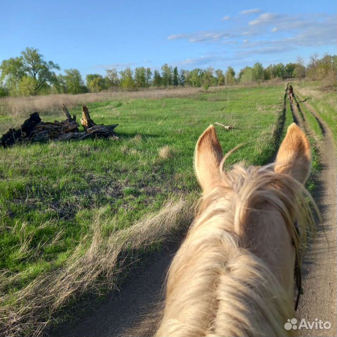 Заездка лошадей