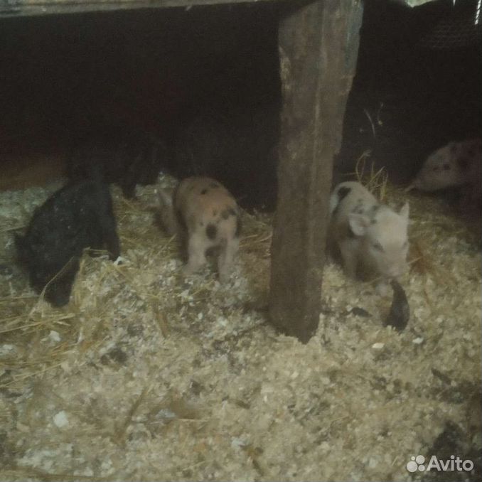 Поросята