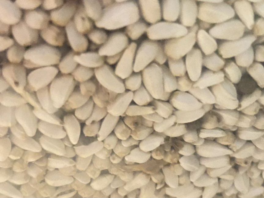 Сафлор, суданская трава (суданка)