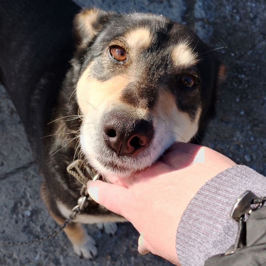 Взрослая собака в добрые руки