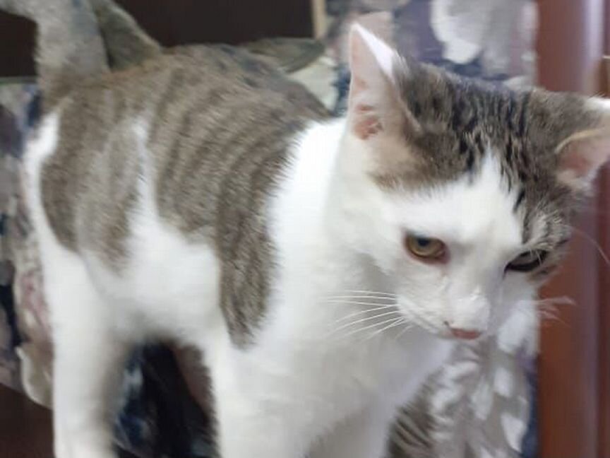 Котёнок Лаврик