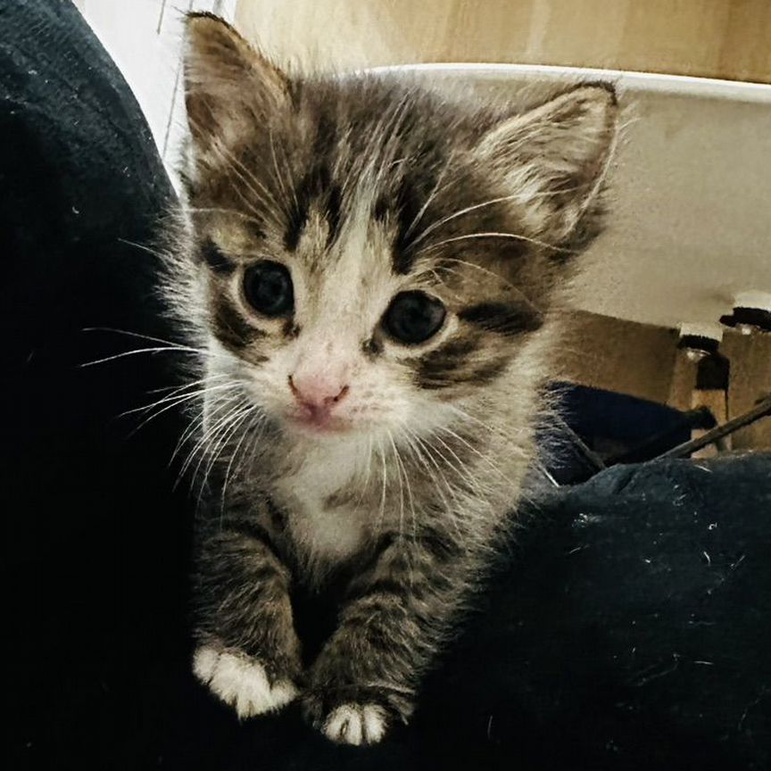 Котята в добрые руки бесплатно мальчики