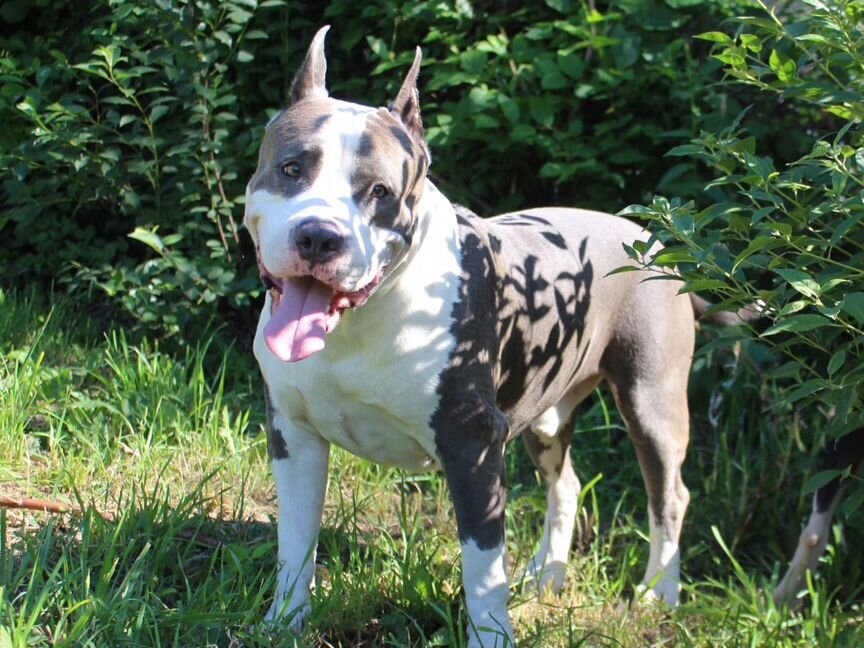 Щенки амстаффа