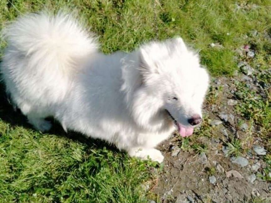 Самоедская собака