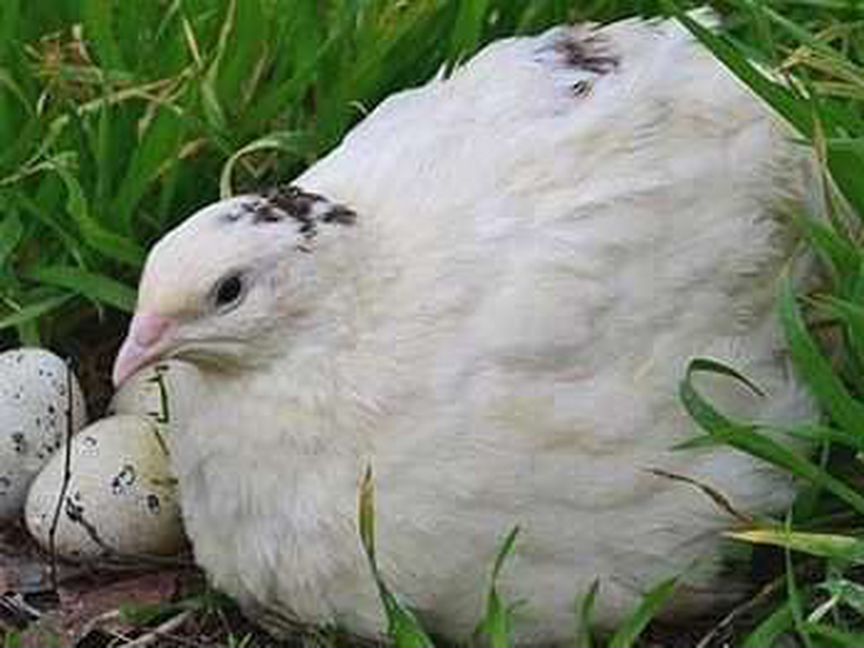 Перепела продажа