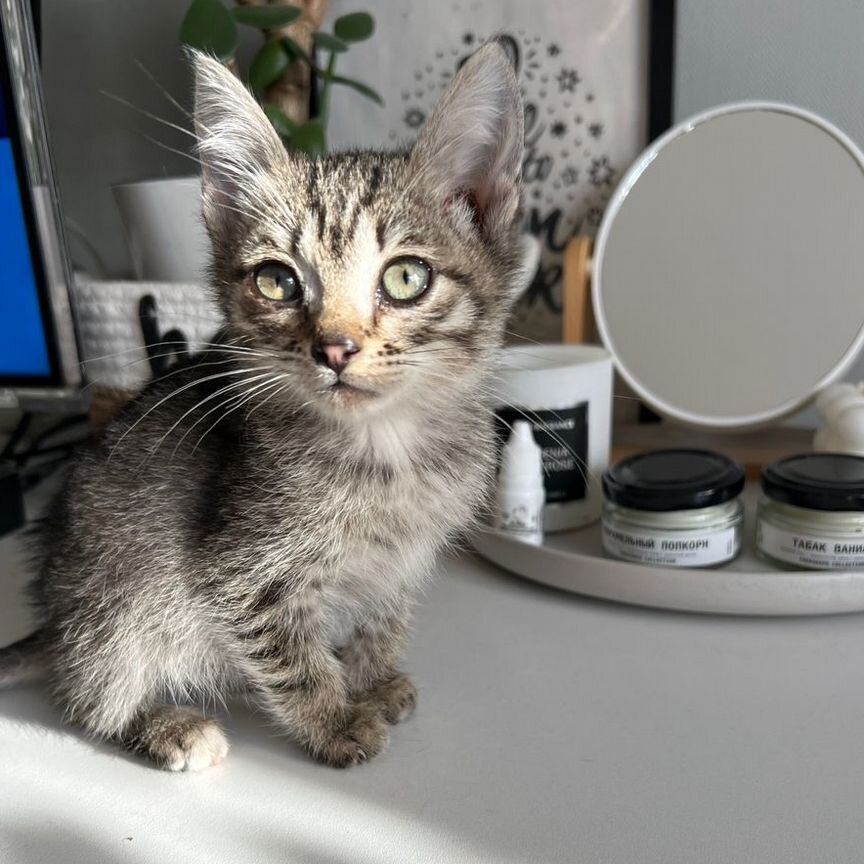 Котёнок в добрые руки