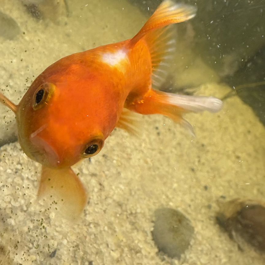 Золотая рыбка