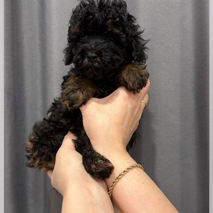 Той-пудель, щенок