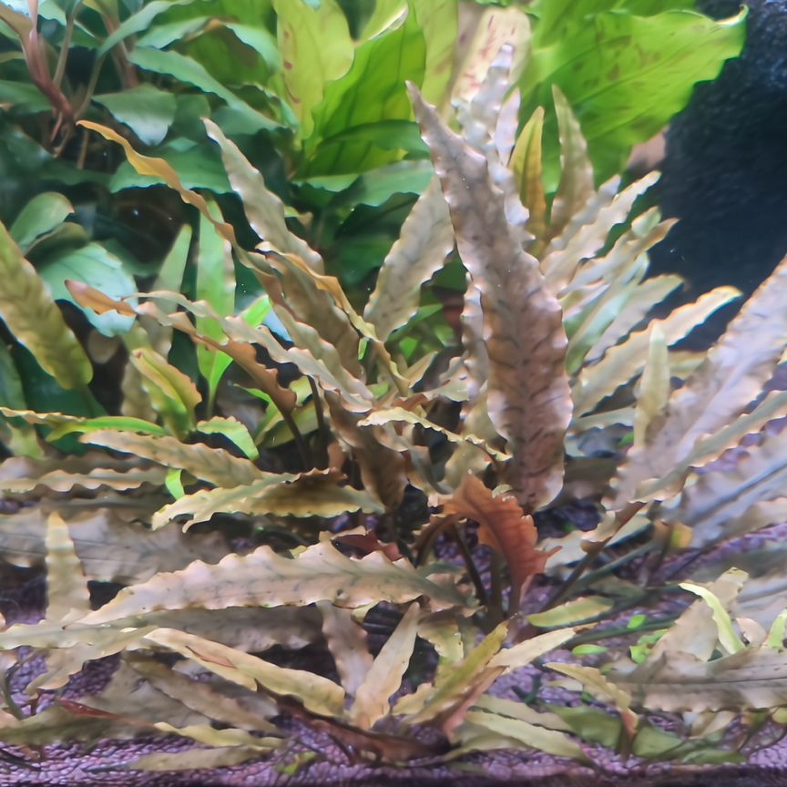 Аквариумные растения