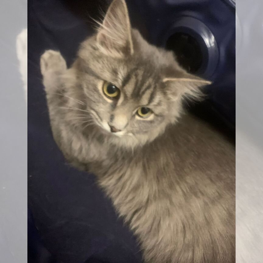 Котёнок от частного владельца