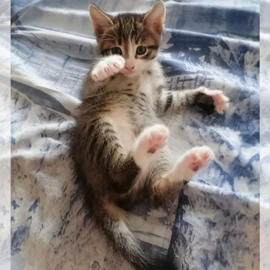 Котёнок в добрые руки