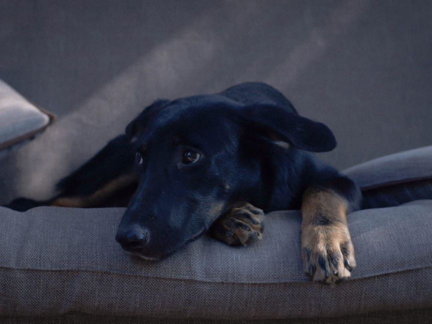 Очень хорошей девочке нужна семья