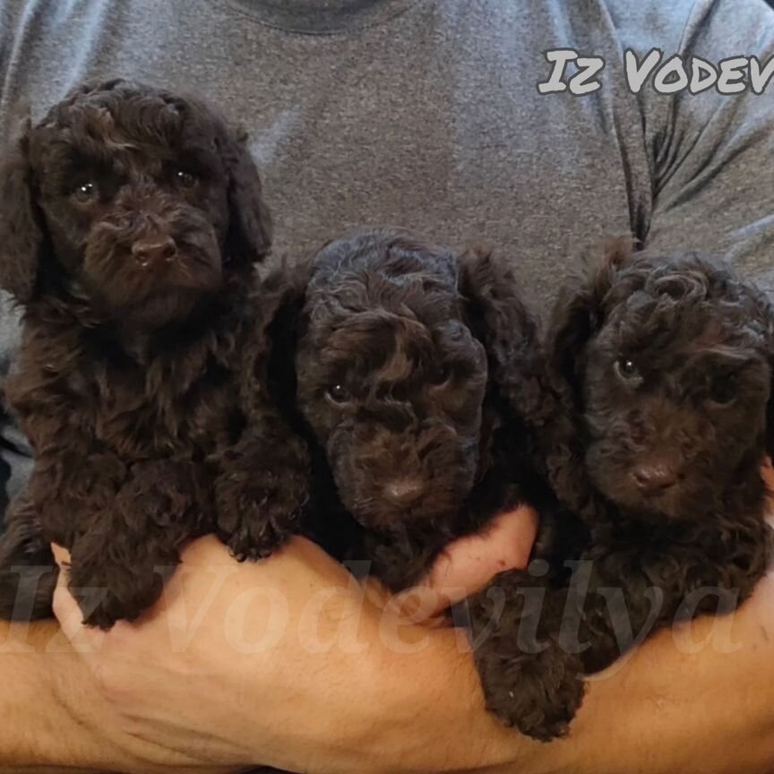 Пудель. Щенки. РКФ