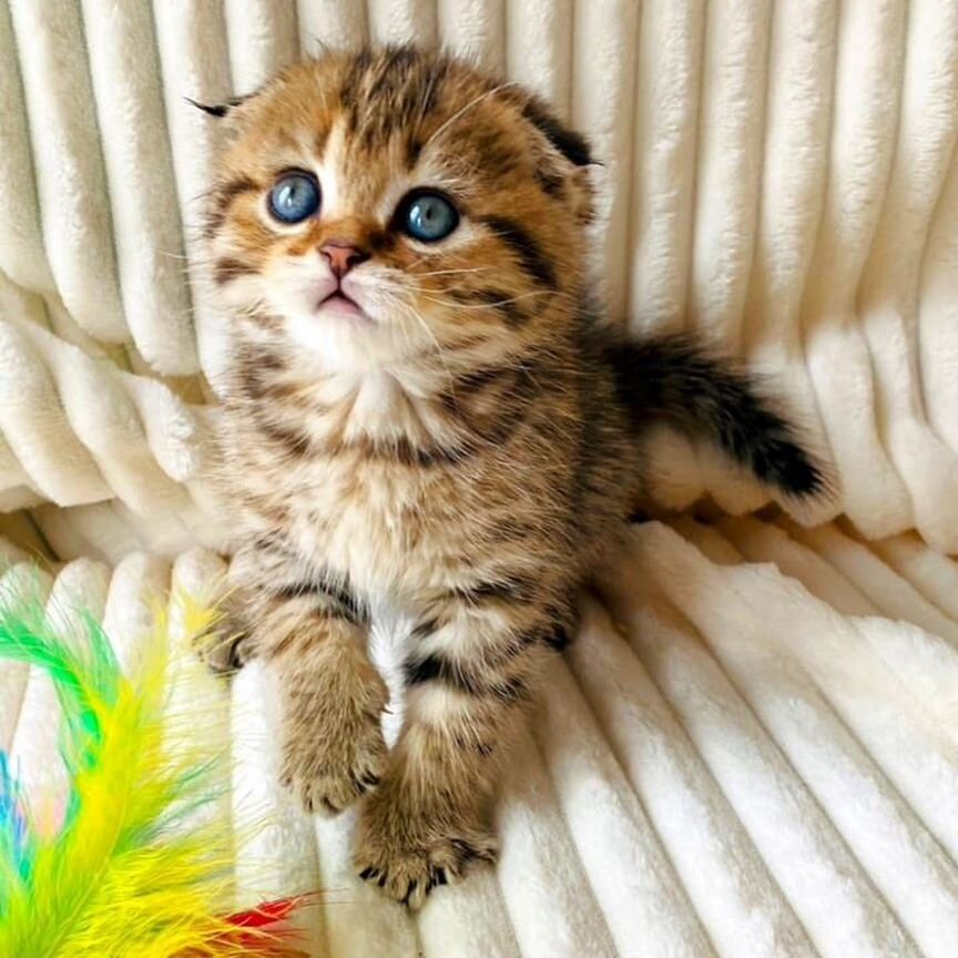 Шотландские вислоухие котята