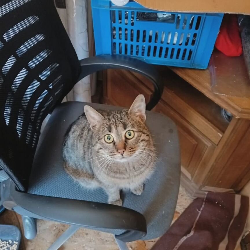 Милый скромный котик полосатик на морозе,нужен дом