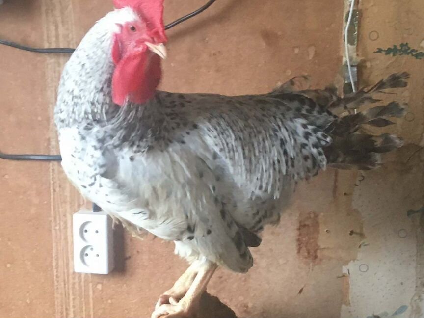 Петушки Борковская Барвистая (Леггорн серебристый)