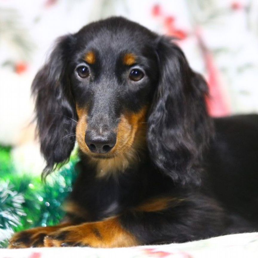 Длинношерстная такса, миниатюрная - девочка