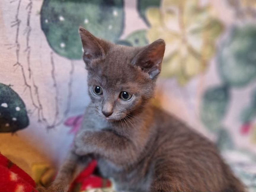 Крохотный котенок в добрые руки, 1,5 месяца