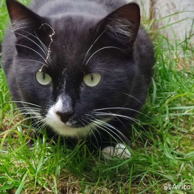 Котенок красавчик